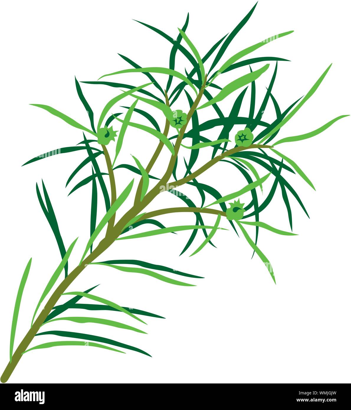 Tea tree essential oil not illustraion Stock Vector Images - Alamy