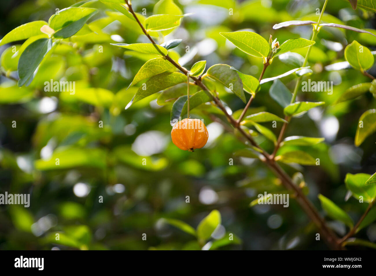 Winter Cherry Tree High Resolution Stock Photography and Images - Alamy