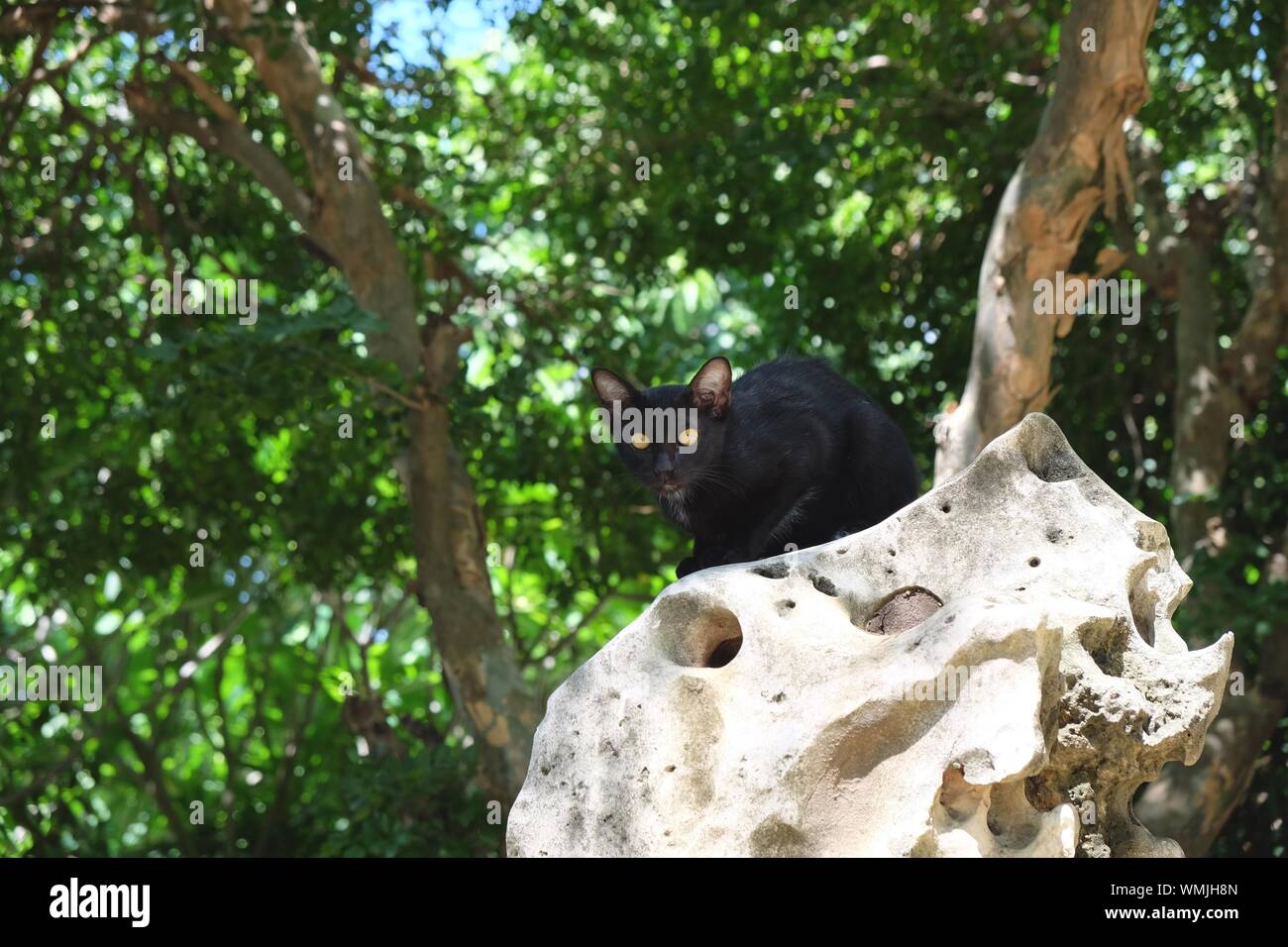 Black cat tree hi-res stock photography and images - Alamy
