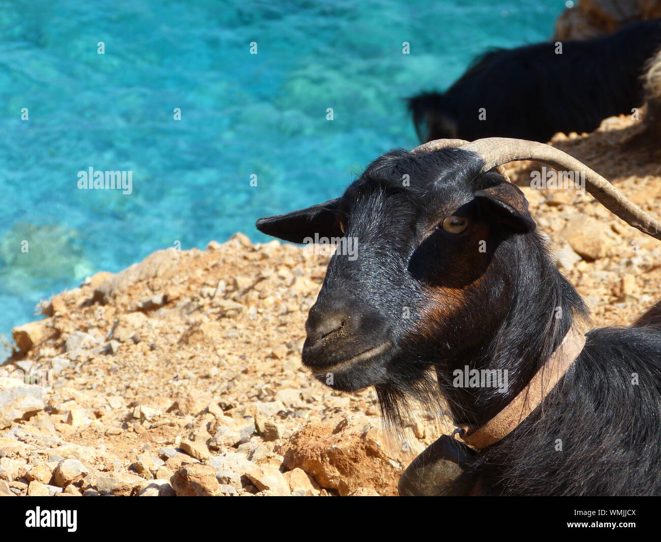 Sea Goat High Resolution Stock Photography and Images - Alamy