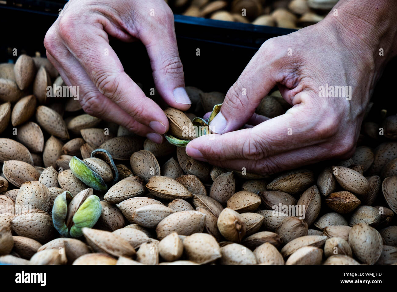 closeup of a young caucasian man removing the outer hull of a pile of ...