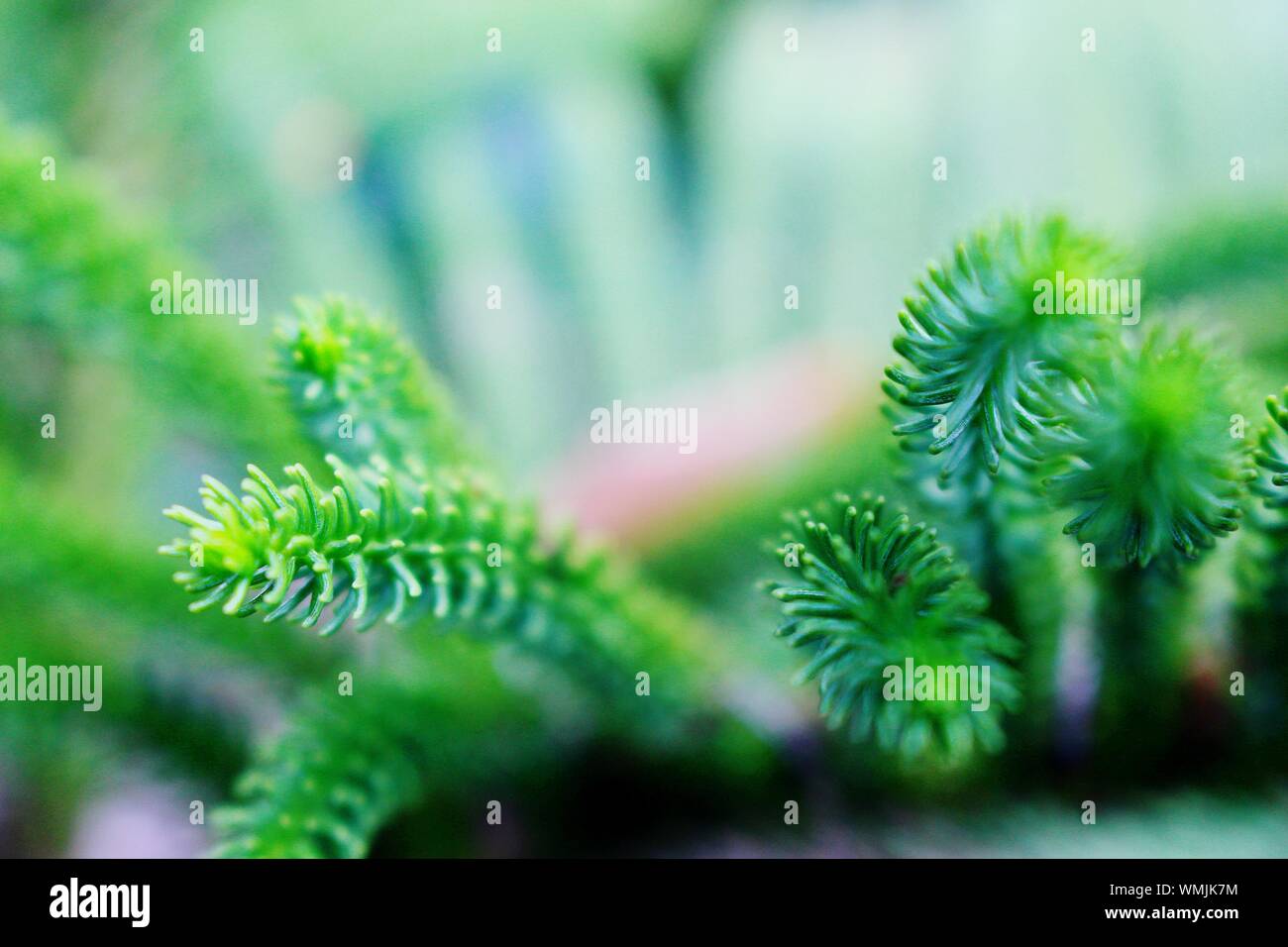 Green fern spiky leaves in hi-res stock photography and images - Alamy