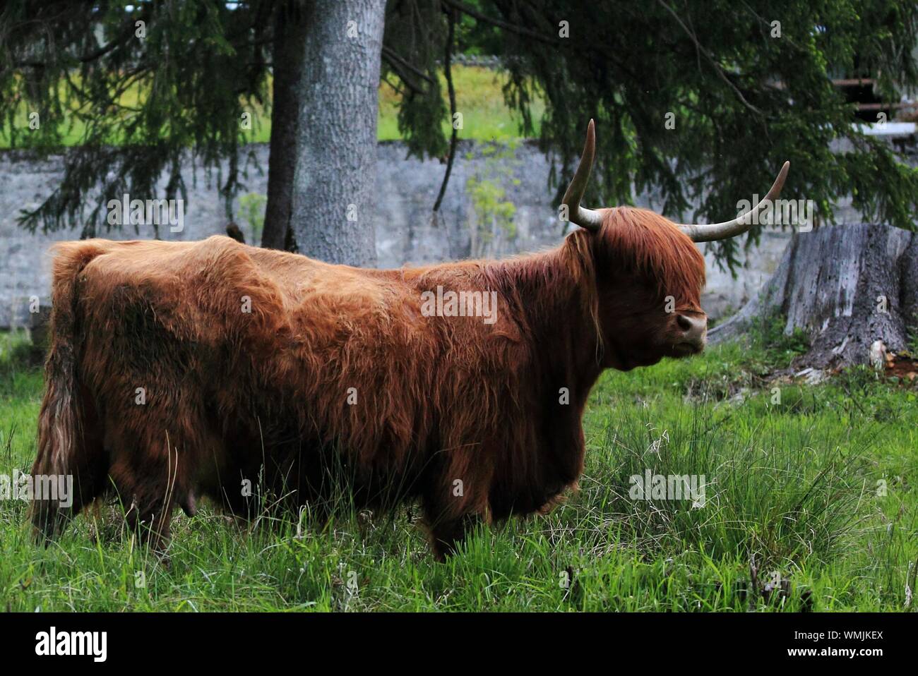Side View Of Highland Cow High Resolution Stock Photography and Images ...