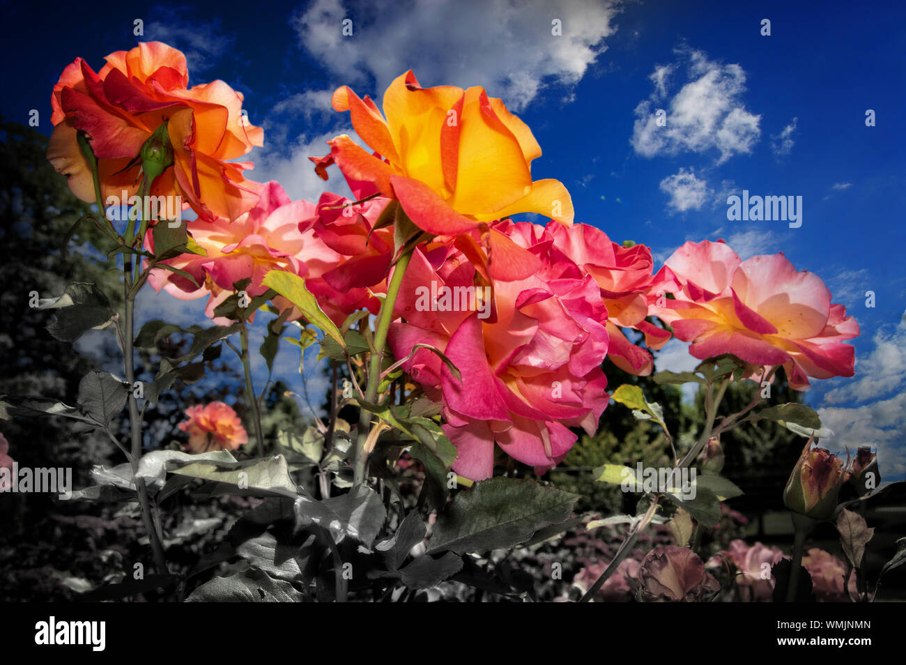 Southeastern usa hi-res stock photography and images - Alamy