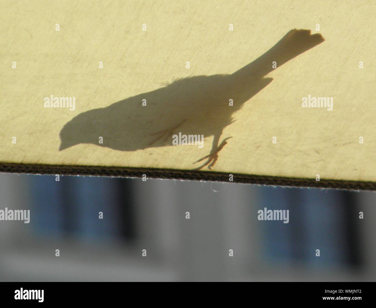 Bird shadow hi-res stock photography and images - Alamy