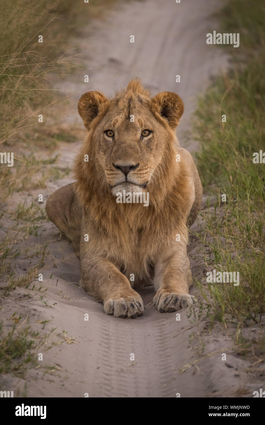 Lion trail hi-res stock photography and images - Alamy