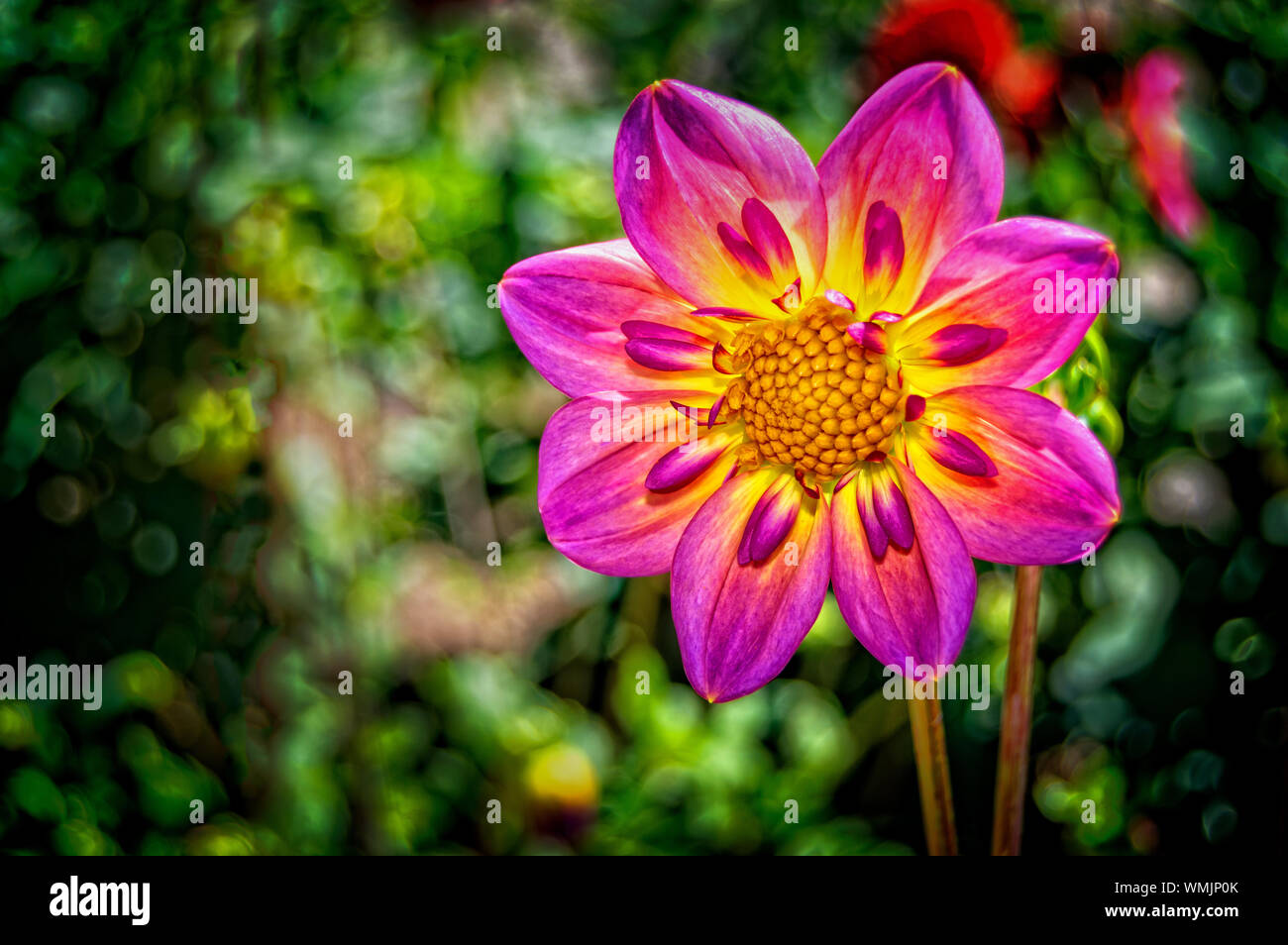 Flowers in Southeastern USA Stock Photo - Alamy