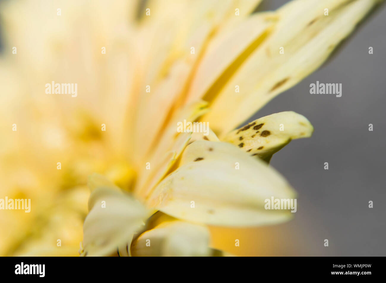 Zipper Plant High Resolution Stock Photography and Images - Alamy