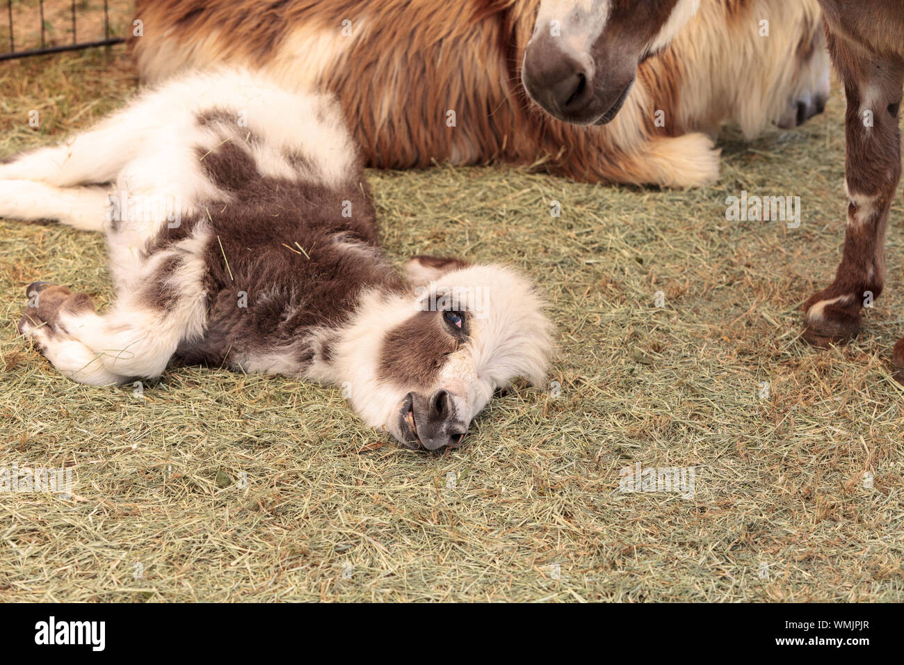 Donkey lying down hi-res stock photography and images - Alamy