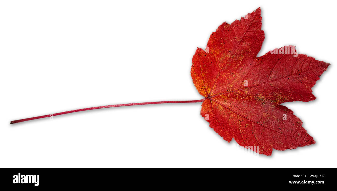 Colorful fall leaf hi-res stock photography and images - Alamy