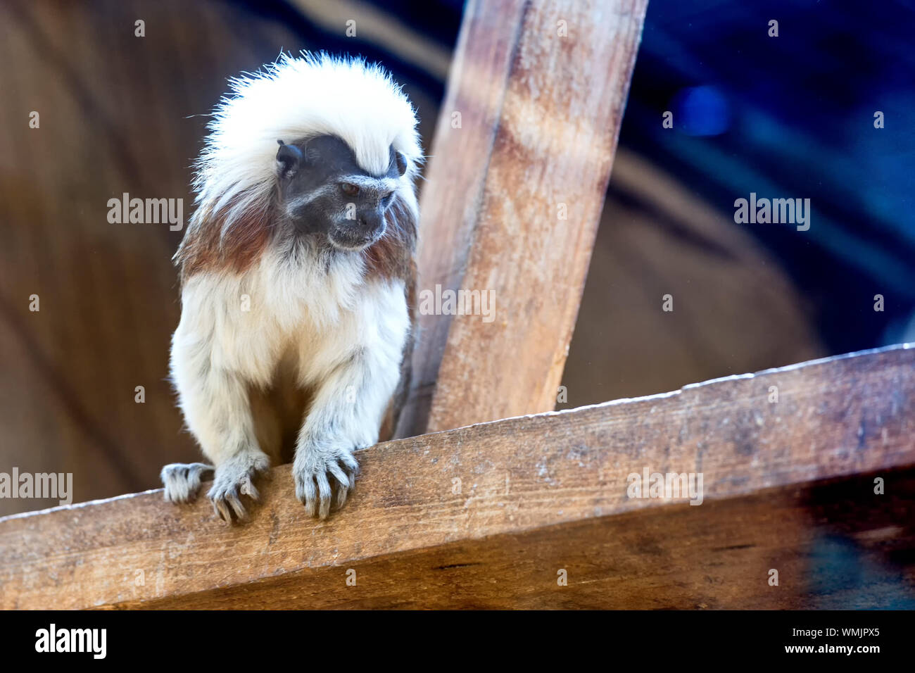 Emperor monkey hi-res stock photography and images - Alamy