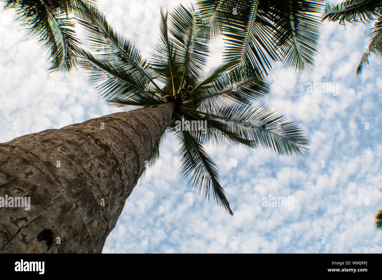 Palm tree from below hi-res stock photography and images - Alamy