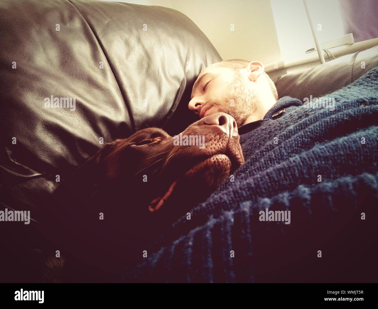 Dog resting bed man bed hi-res stock photography and images - Alamy
