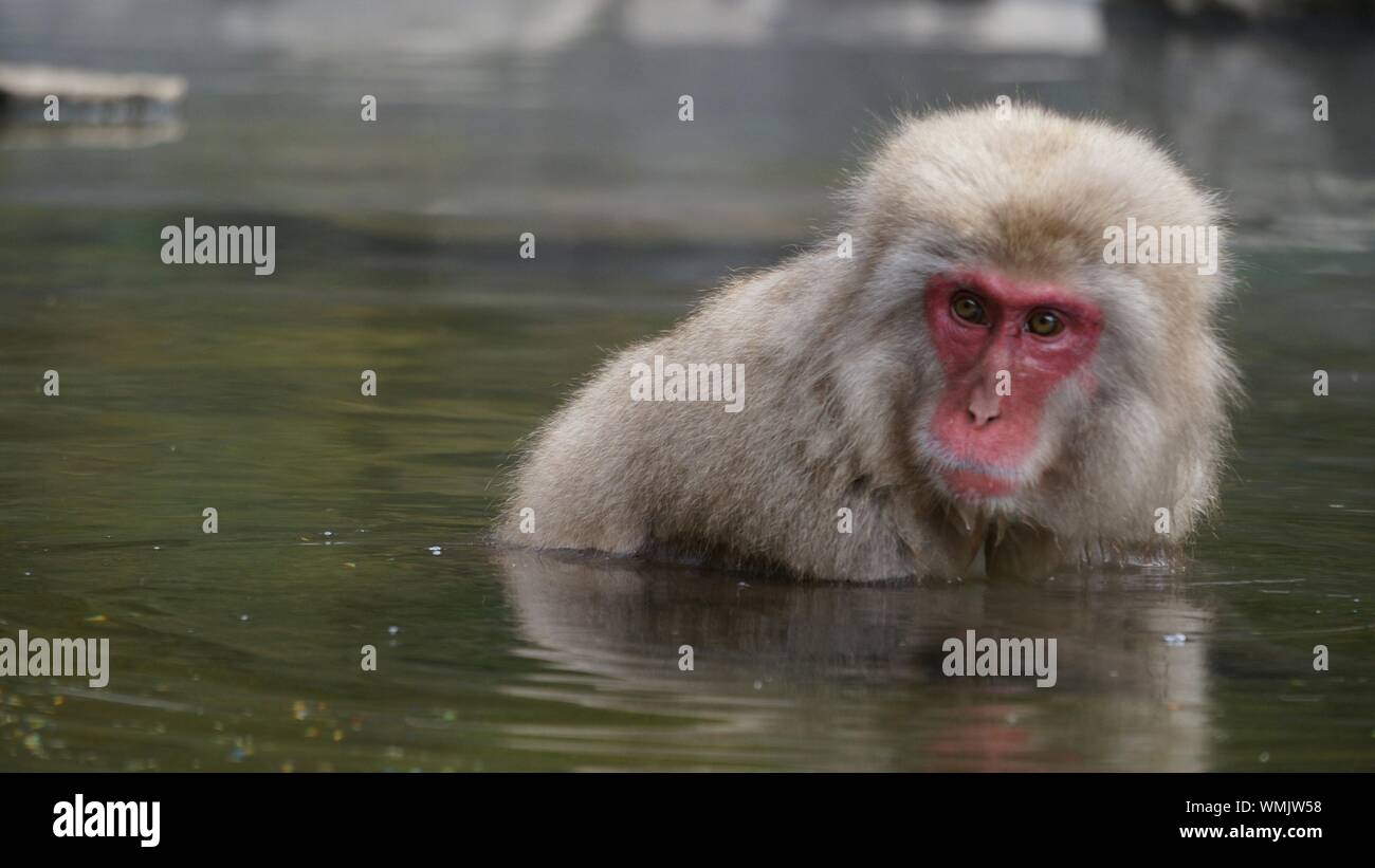 Swimming monkey hi-res stock photography and images - Alamy