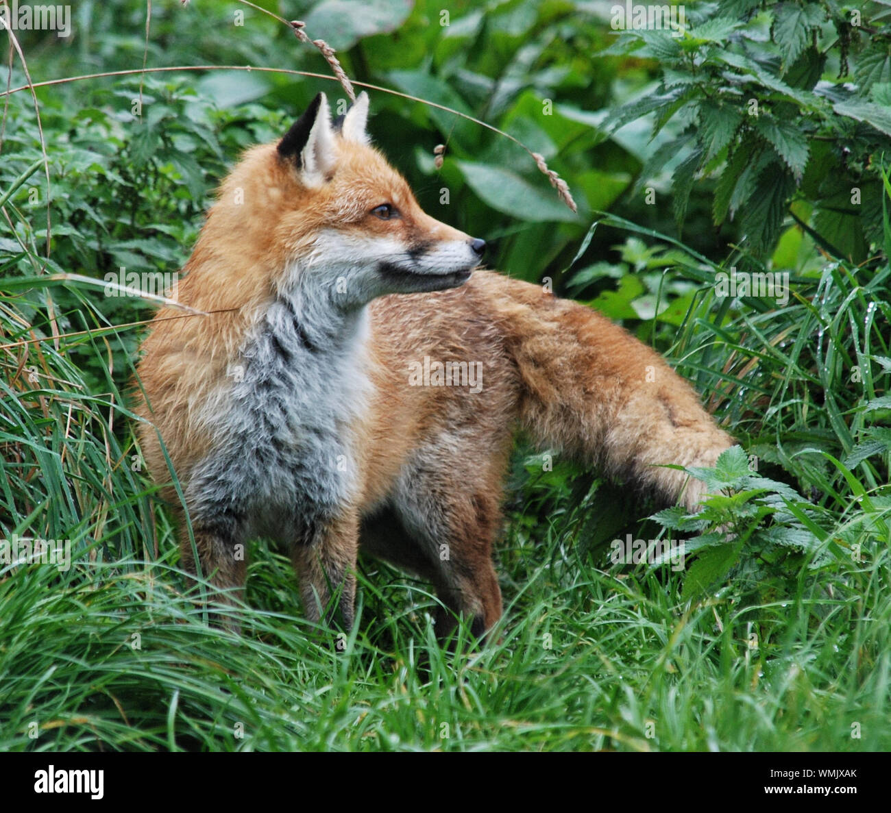 Fox Standing High Resolution Stock Photography and Images - Alamy