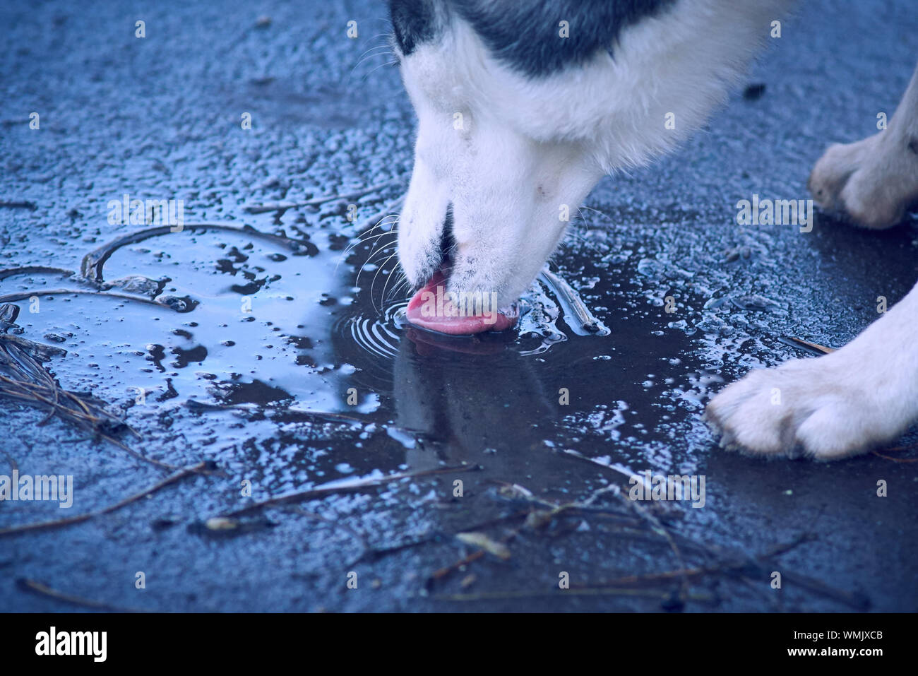 Dog drinking water hi-res stock photography and images - Alamy