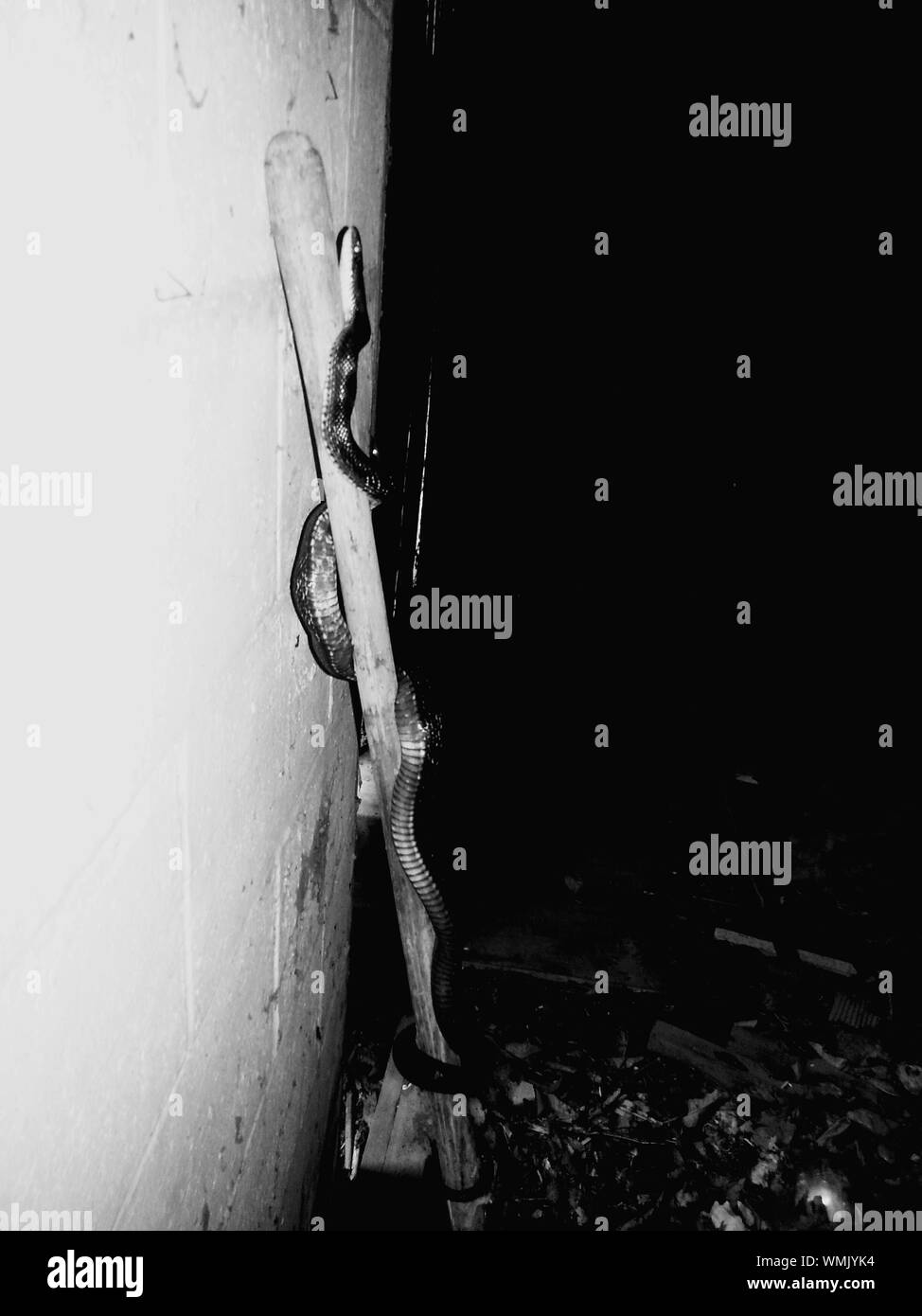 Rolled snake hi-res stock photography and images - Alamy