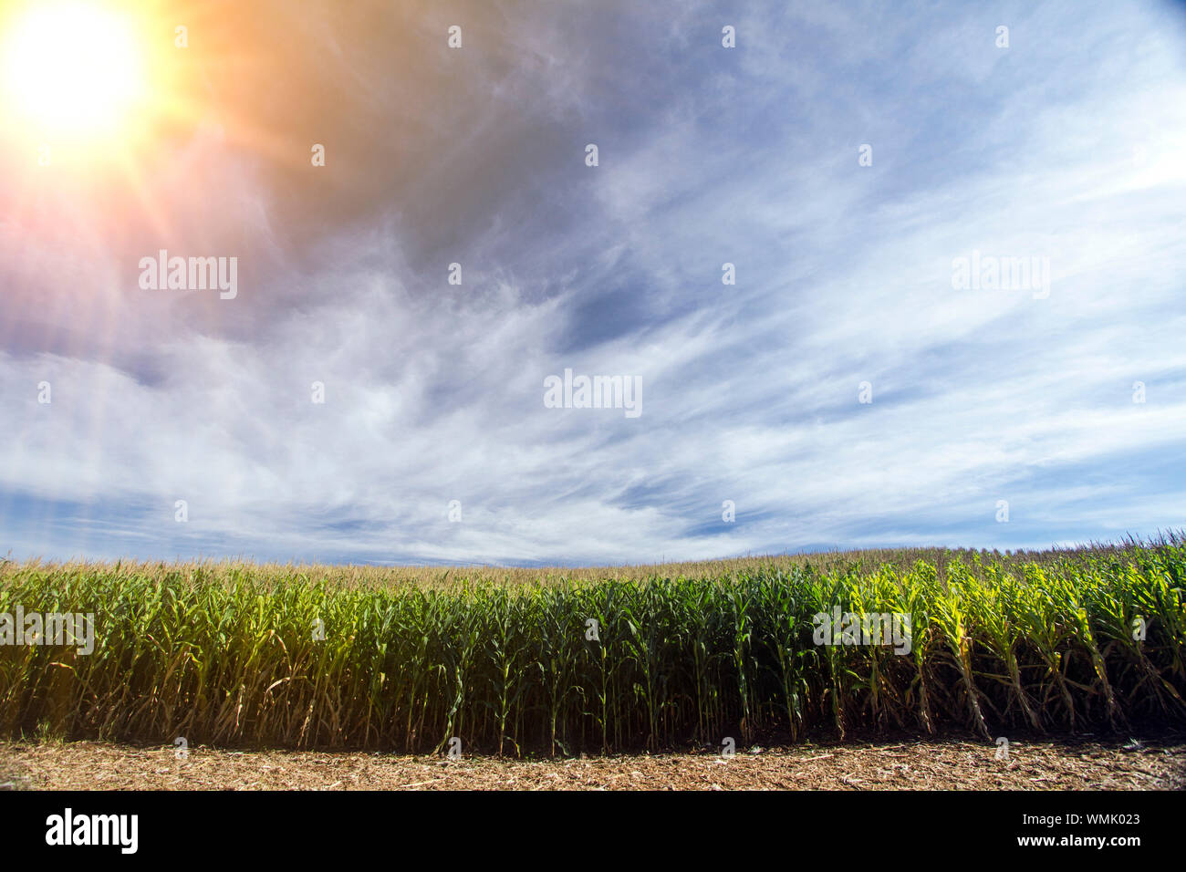 corn crop - view from a corn farm - corn agriculture - cornfield Stock ...