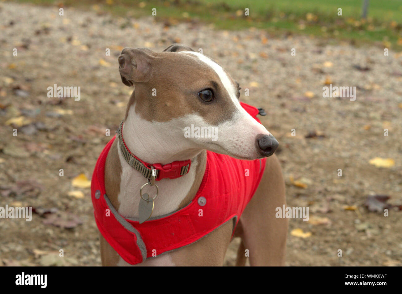 Italian greyhound hi-res stock photography and images - Alamy