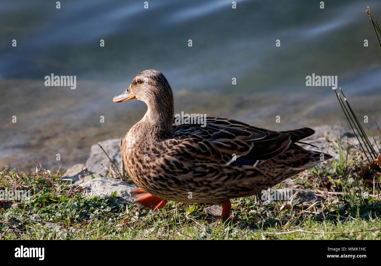 wild ducks in a garden Stock Photo - Alamy