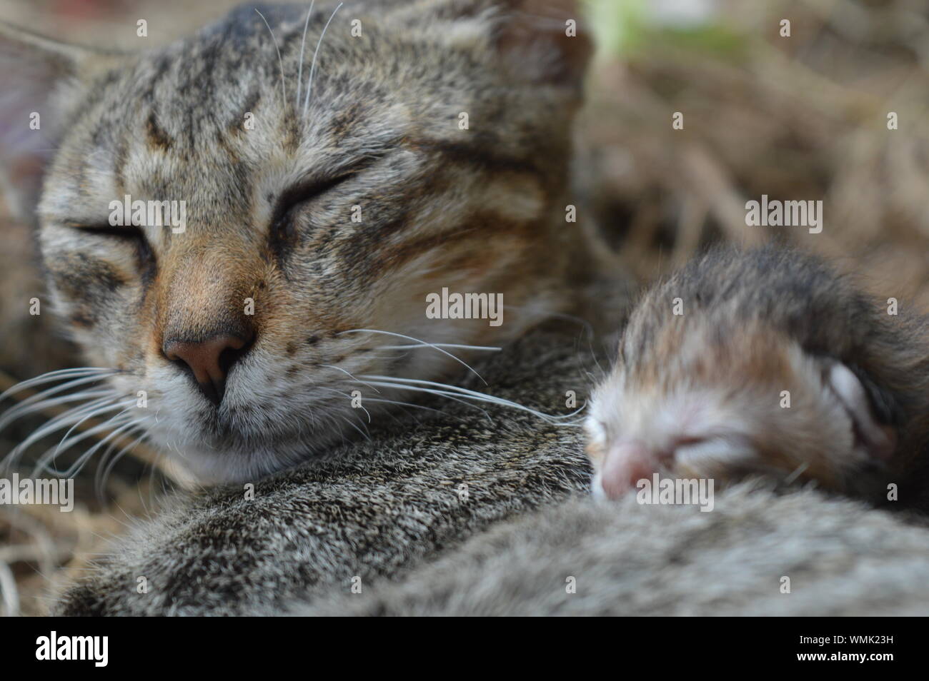Infant cat hi-res stock photography and images - Alamy