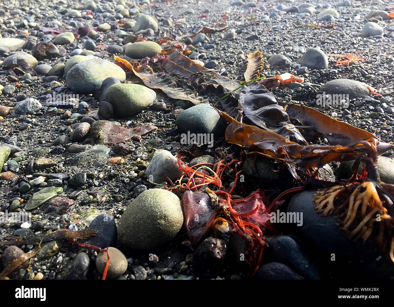Seaweed field hi-res stock photography and images - Alamy