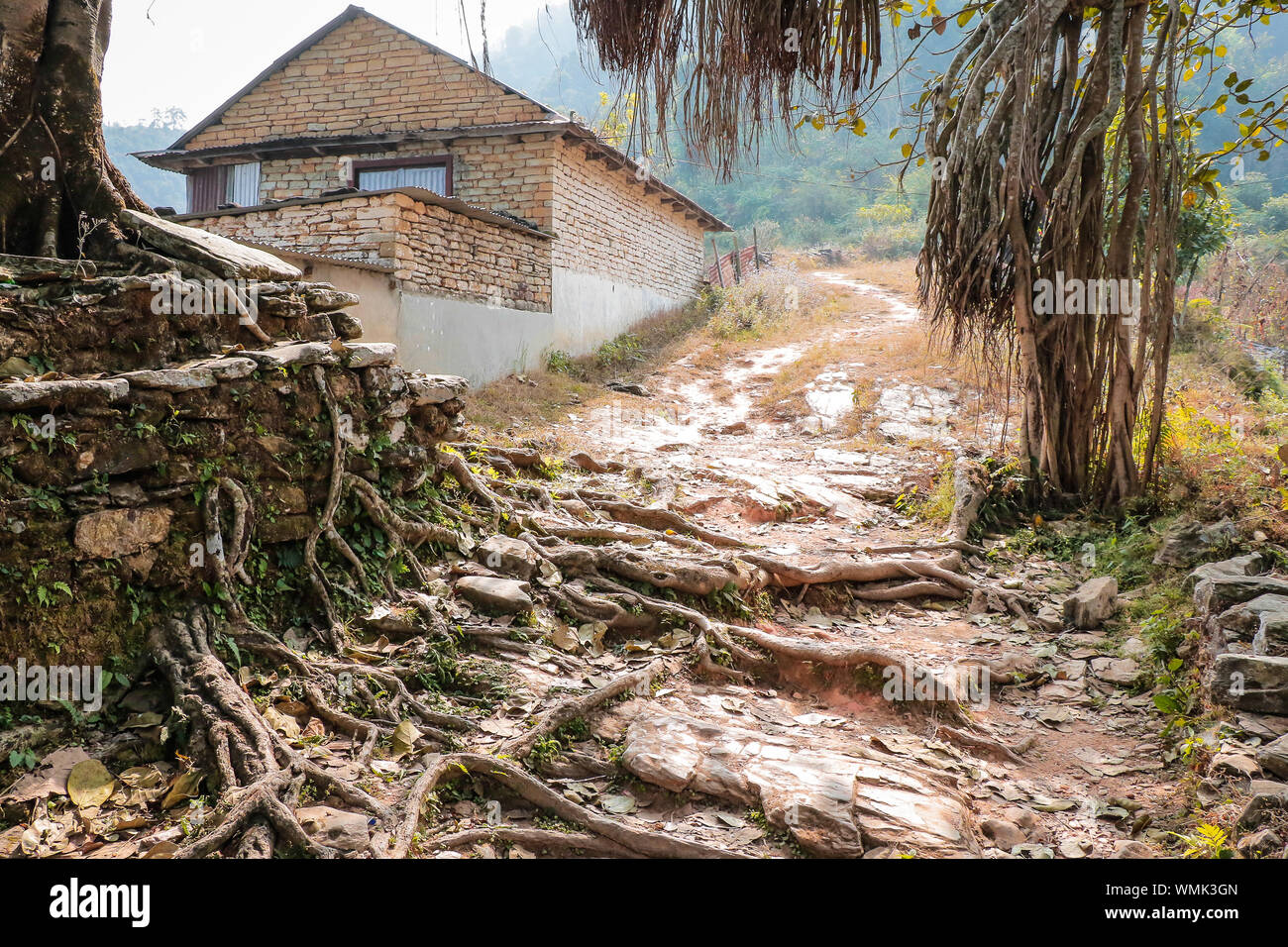 Tree root by house hi-res stock photography and images - Alamy