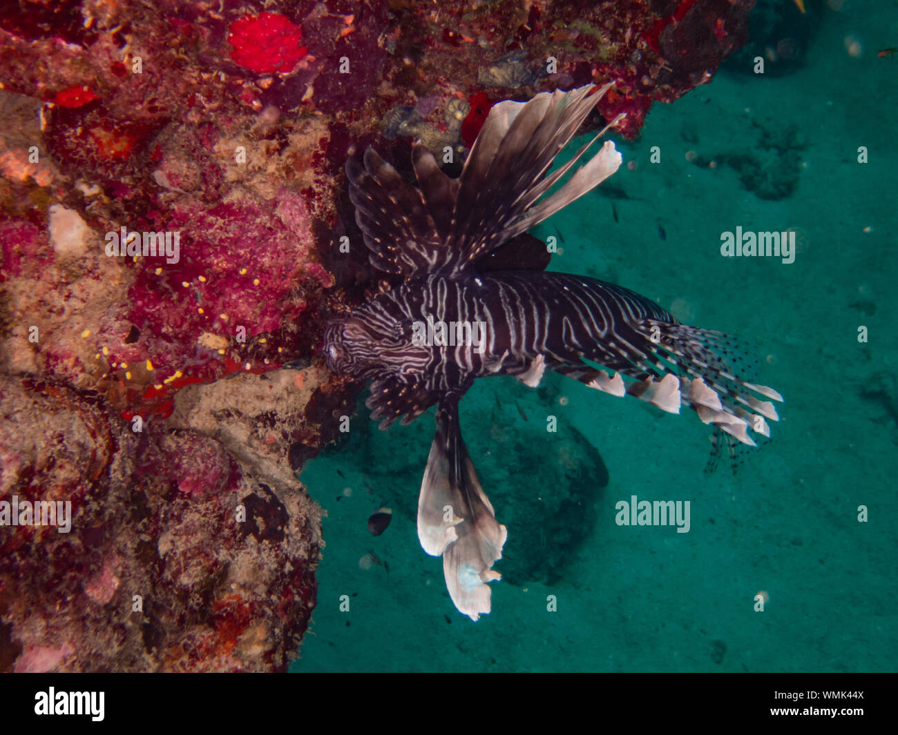 Fish saudi arabia hi-res stock photography and images - Alamy