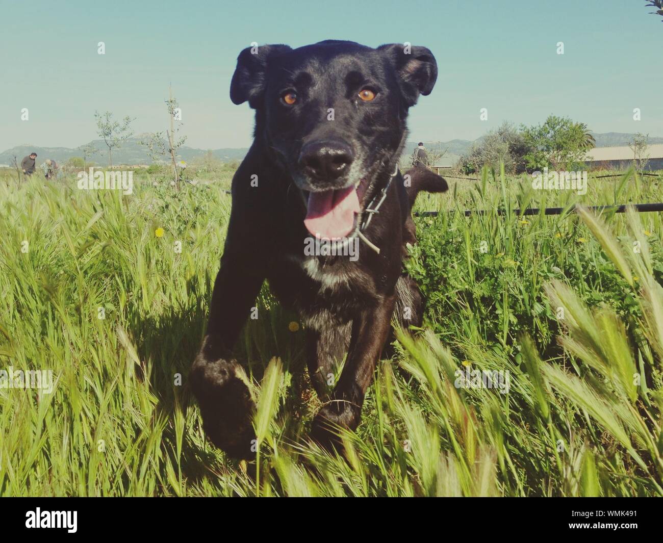 Labrador Running On Grass High Resolution Stock Photography and Images ...