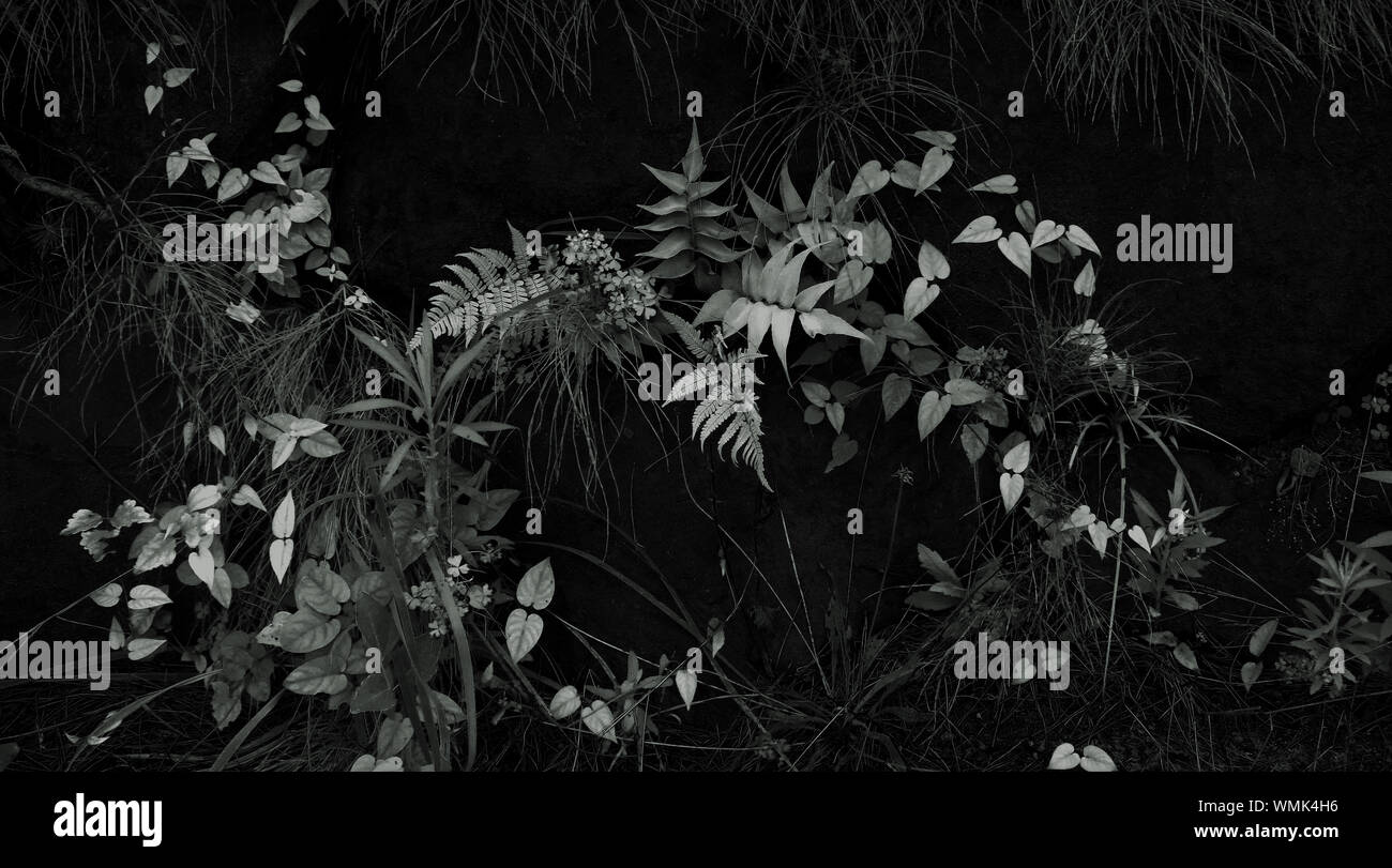 Black forest flowers hi-res stock photography and images - Alamy