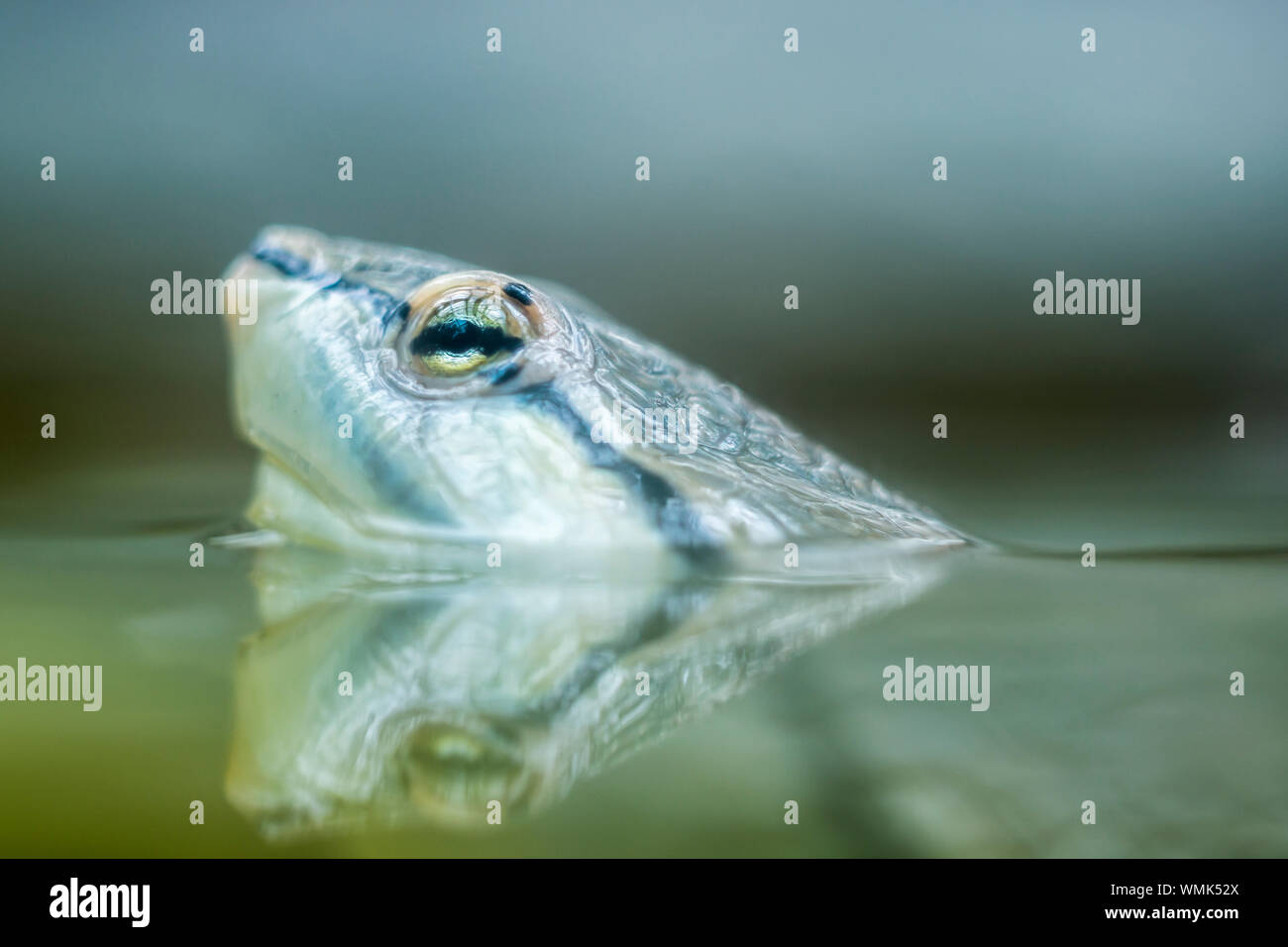 Turtle head hi-res stock photography and images - Alamy