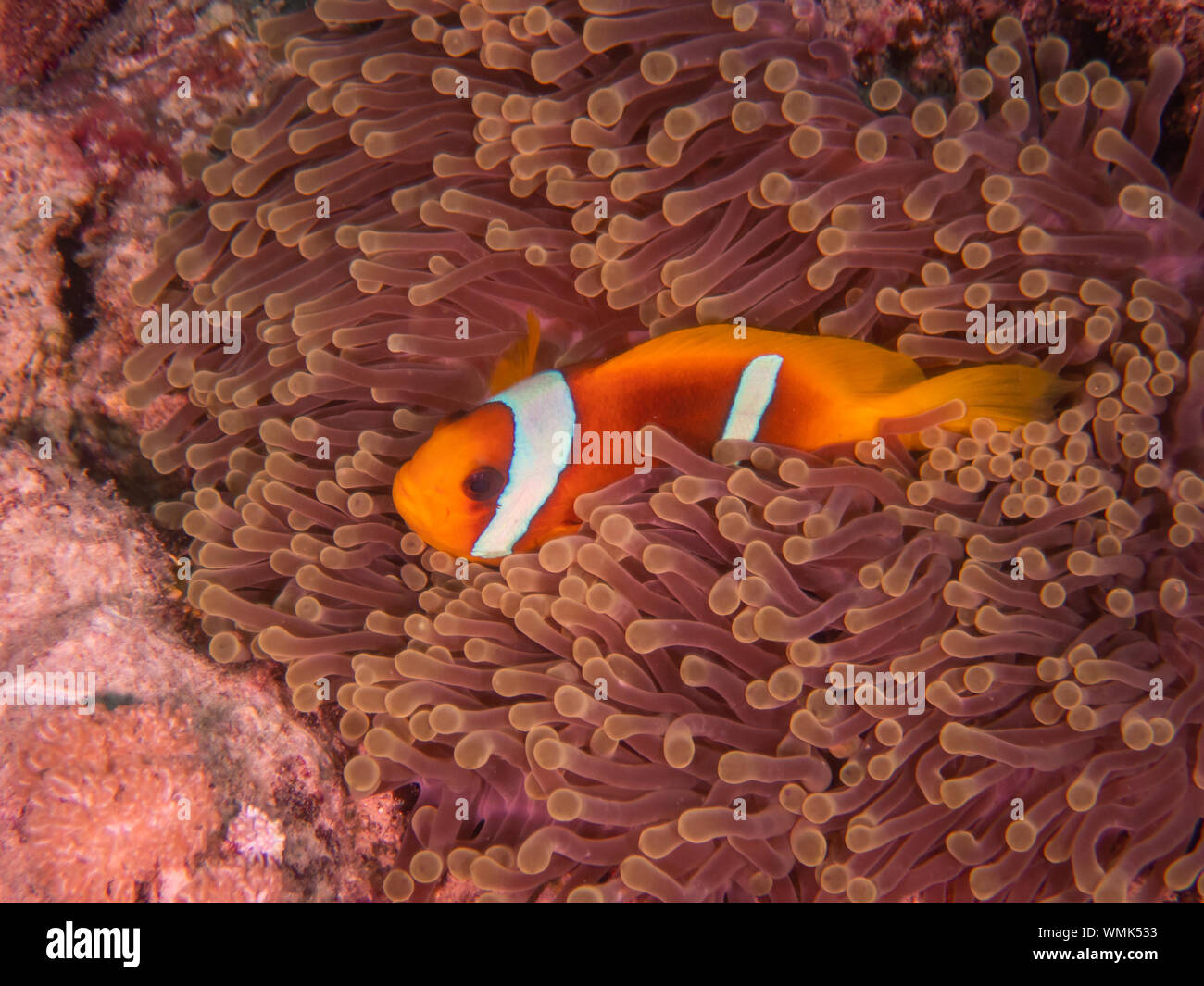 Red Sea Anemone fish Stock Photo - Alamy