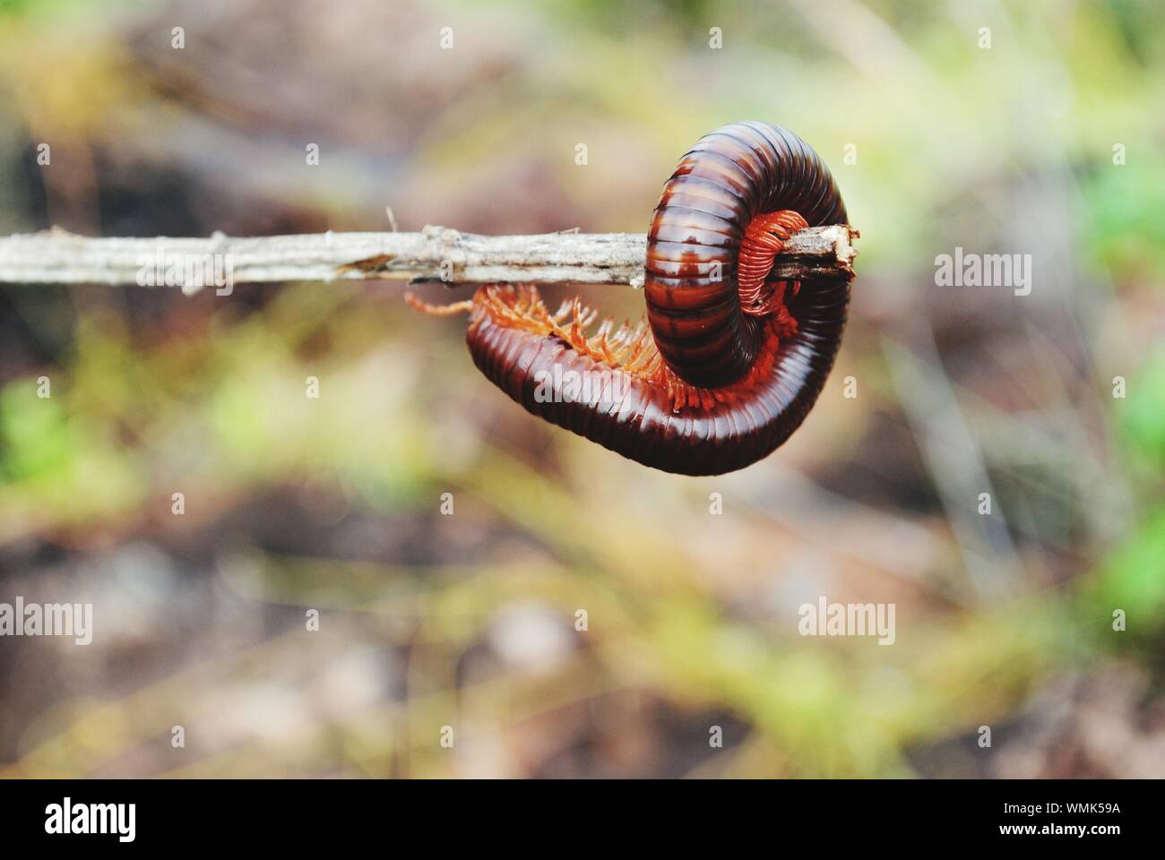Centipedes High Resolution Stock Photography and Images - Alamy