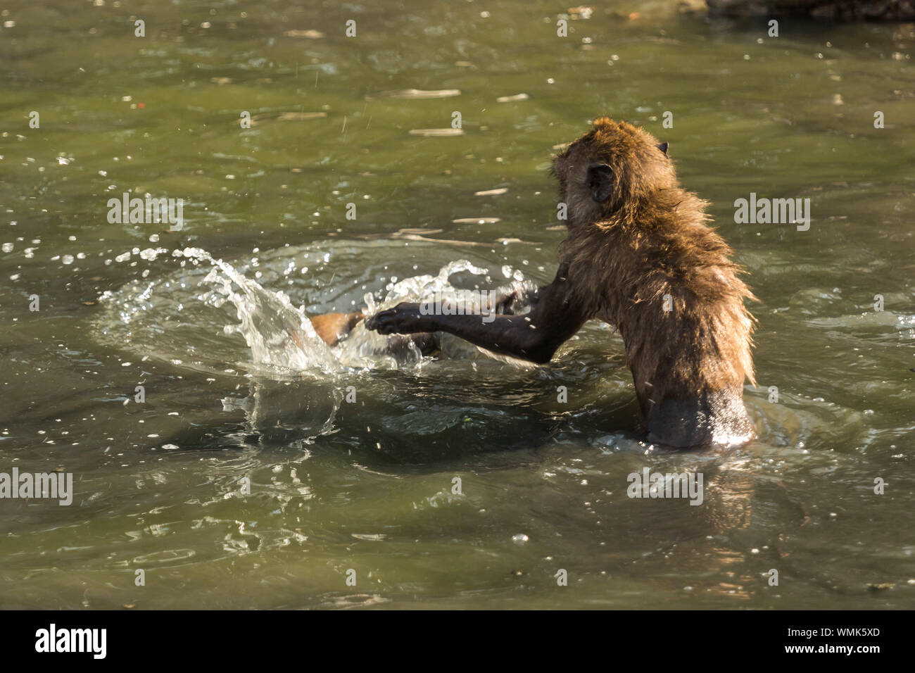Playing with the monkey hi-res stock photography and images - Alamy