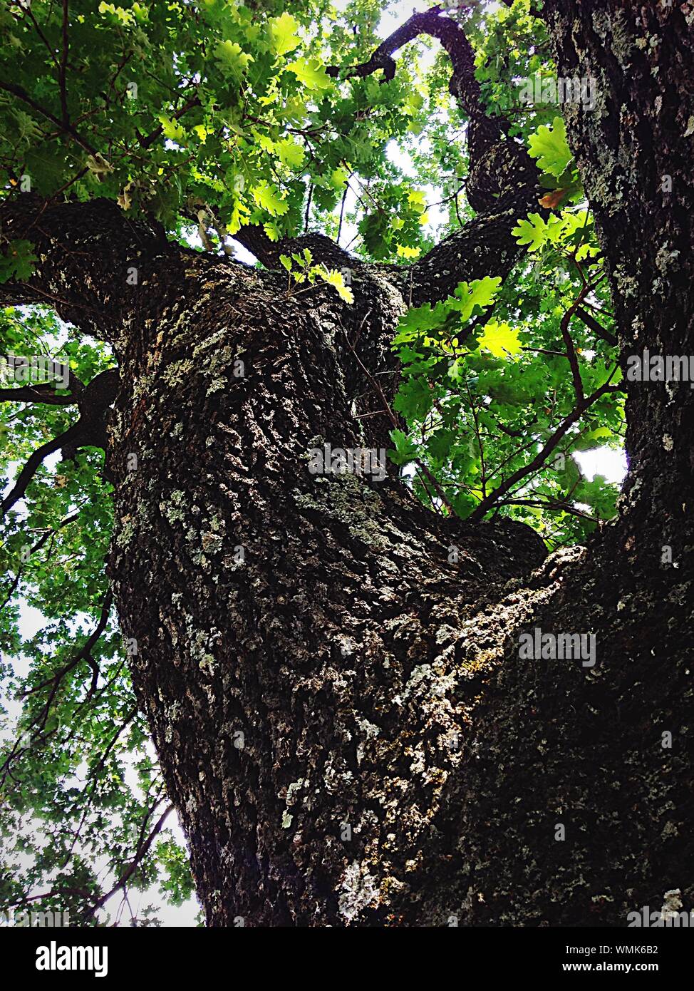 Oak Tree Low Angle High Resolution Stock Photography and Images - Alamy