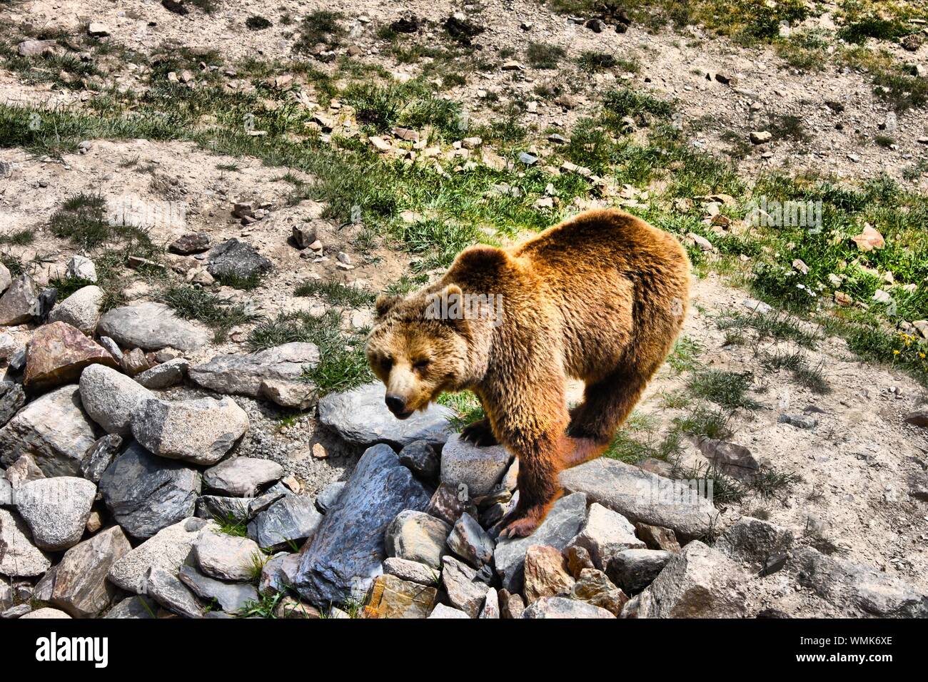 Bear rocks hi-res stock photography and images - Alamy