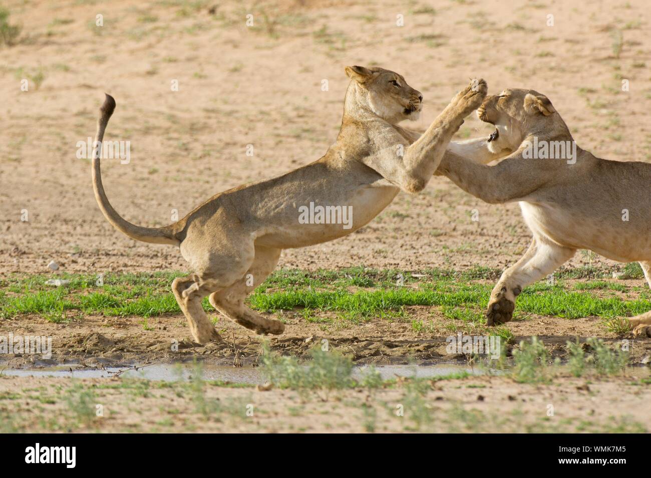 Lioness fighting hi-res stock photography and images - Alamy
