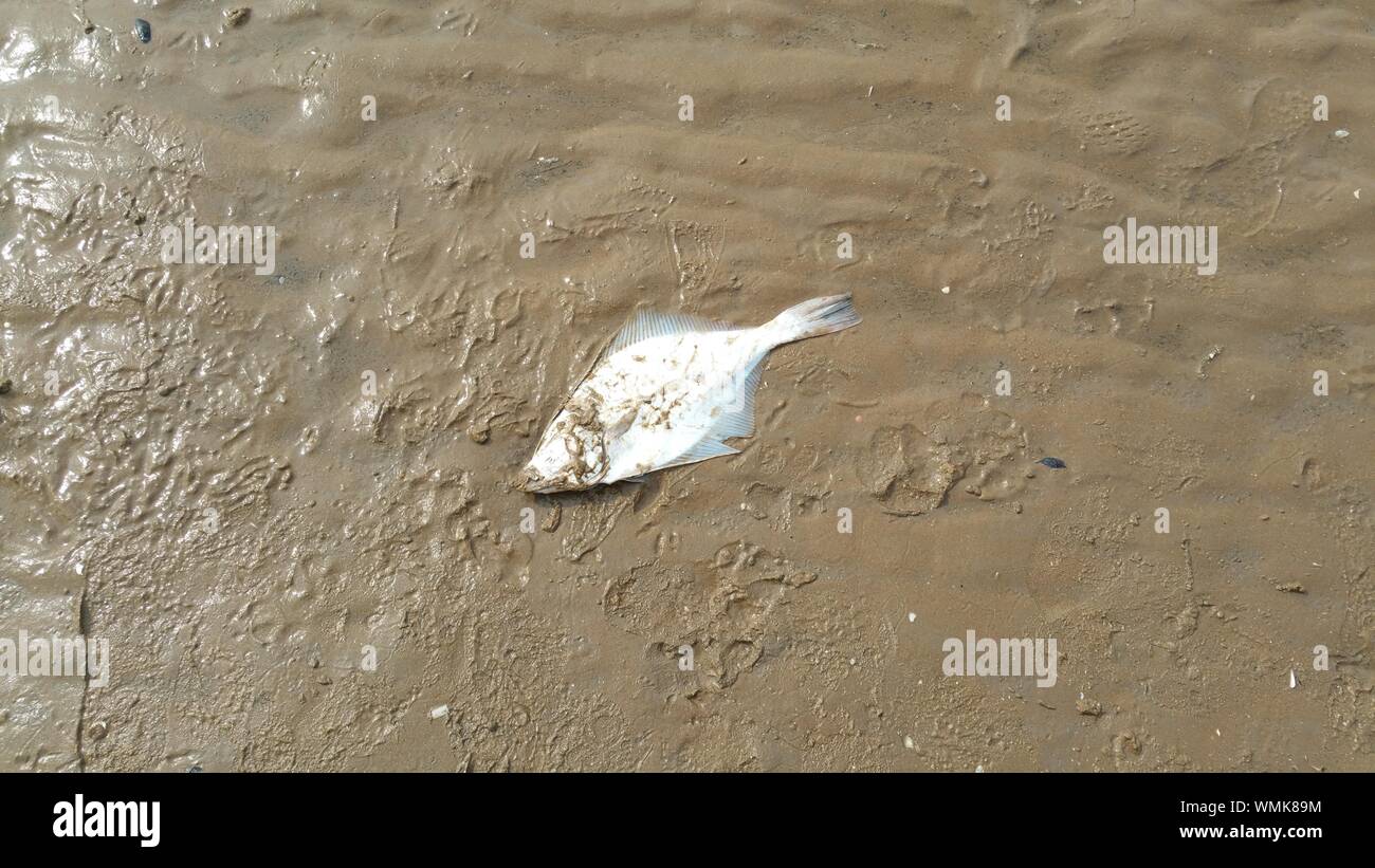 Dead sea fish hi-res stock photography and images - Alamy
