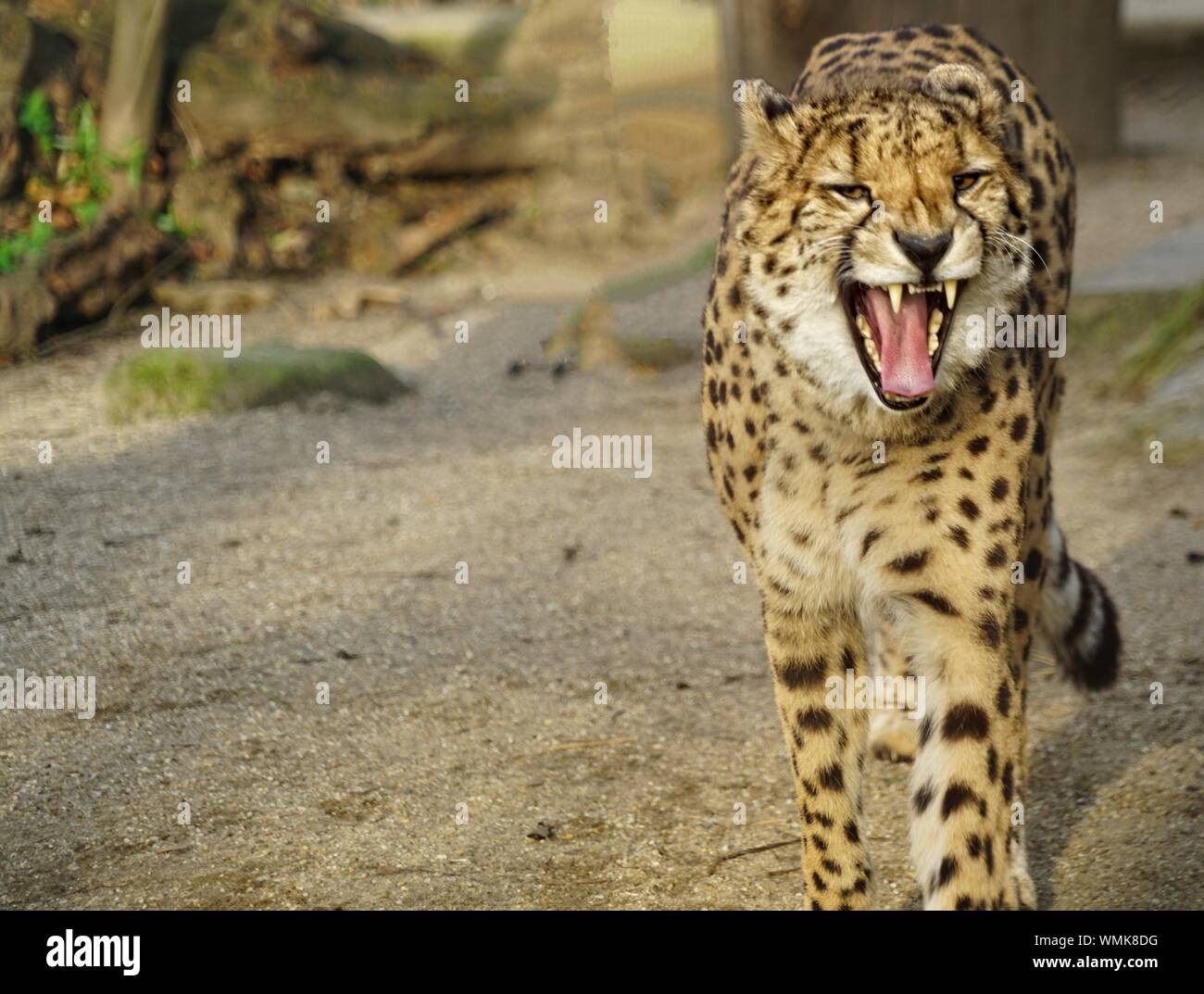 Cheetah Snarling High Resolution Stock Photography and Images - Alamy