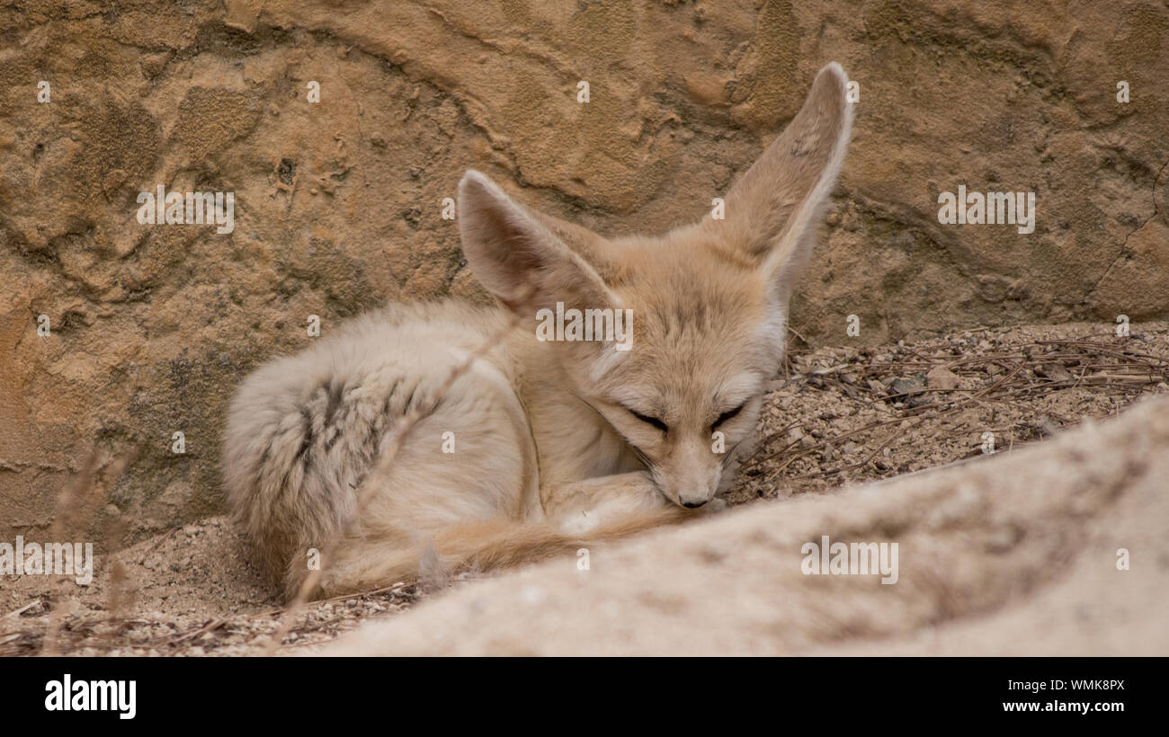 Fennec hi-res stock photography and images - Alamy