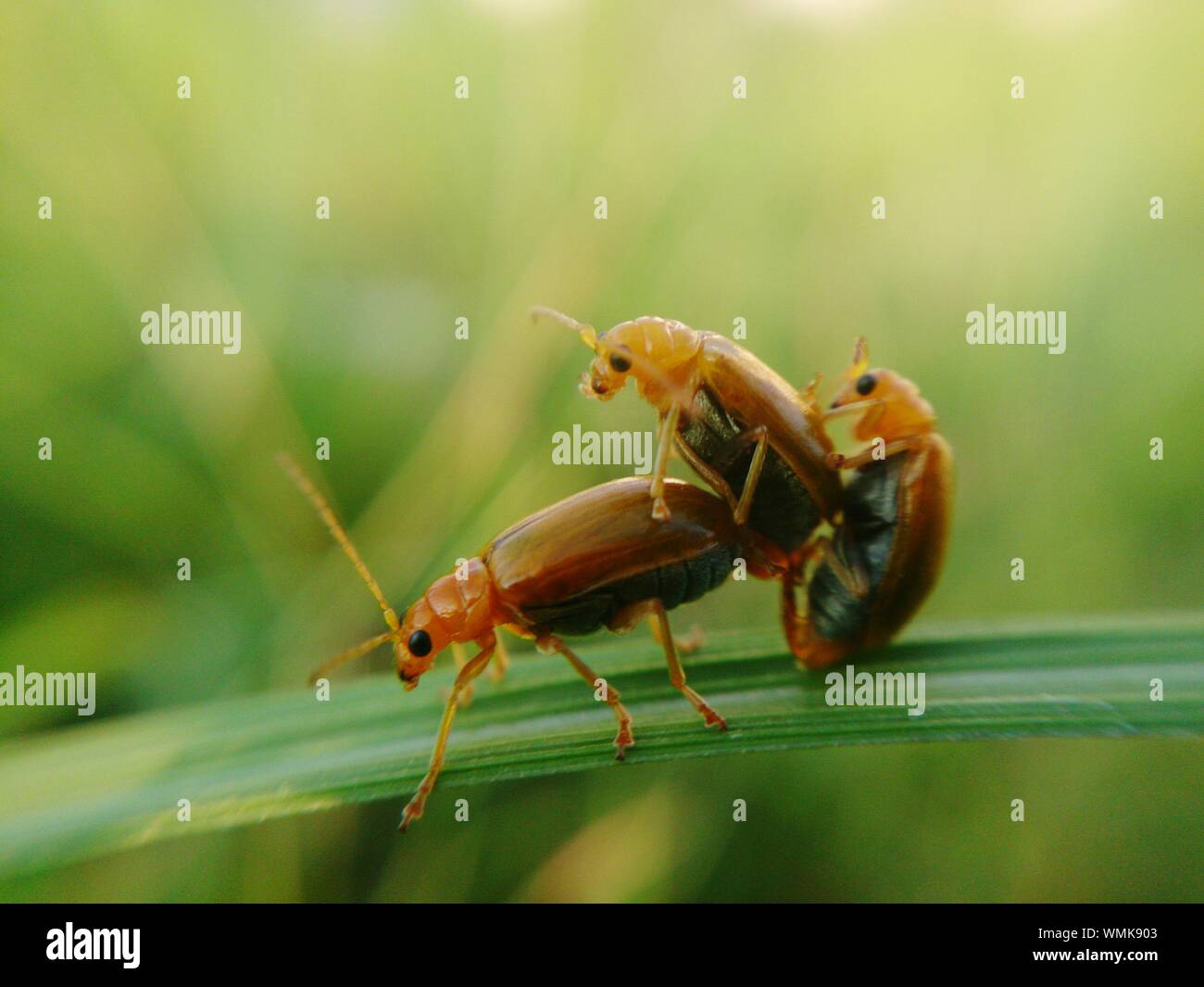 No human insects hi-res stock photography and images - Alamy