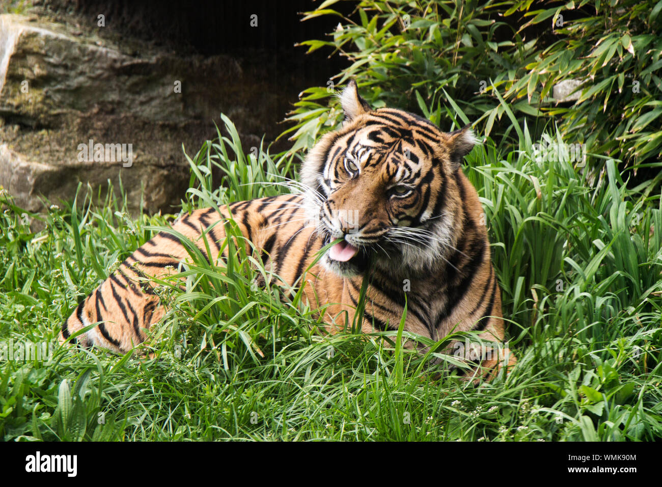 Tiger grass hi-res stock photography and images - Alamy