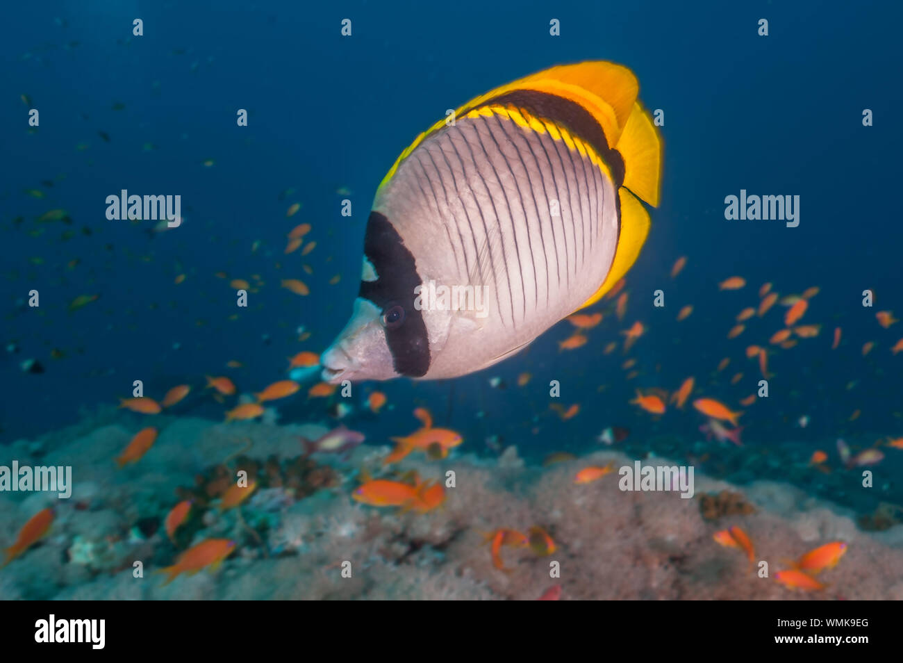 Lined butterflyfish chaetodon lineolatus hi-res stock photography and ...