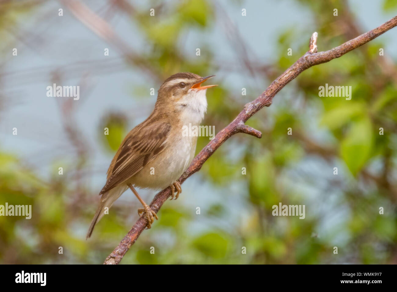 Sedge warbler singing Stock Photo - Alamy