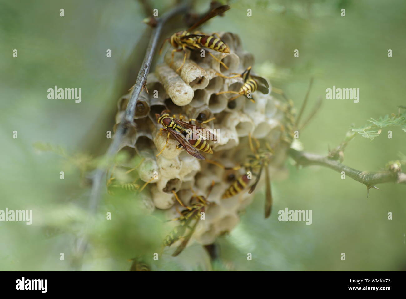 Wasps at nest hi-res stock photography and images - Alamy