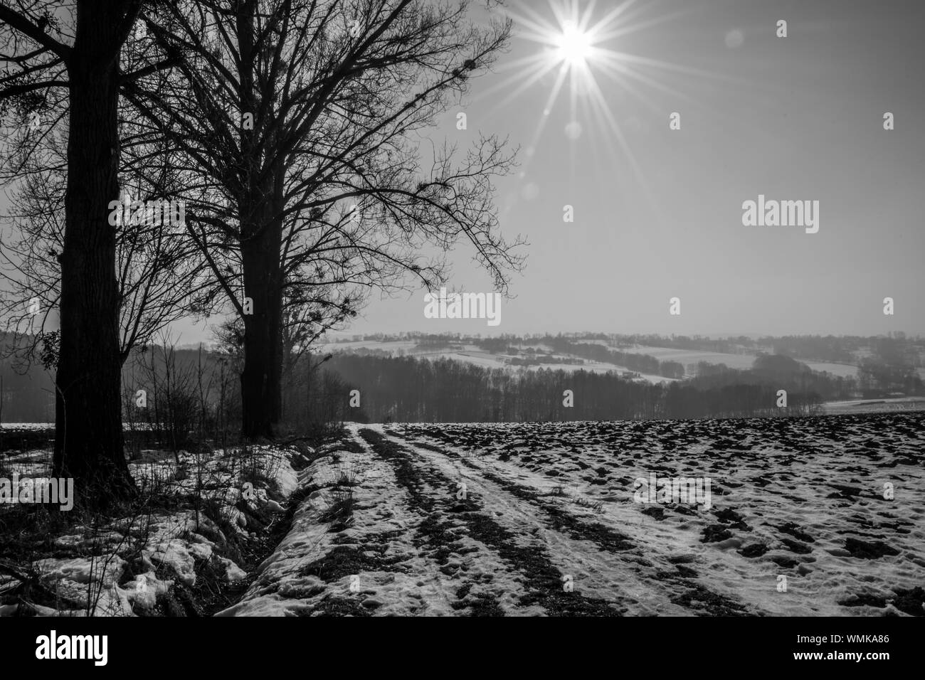 Sun shining on trees in snow hi-res stock photography and images - Alamy