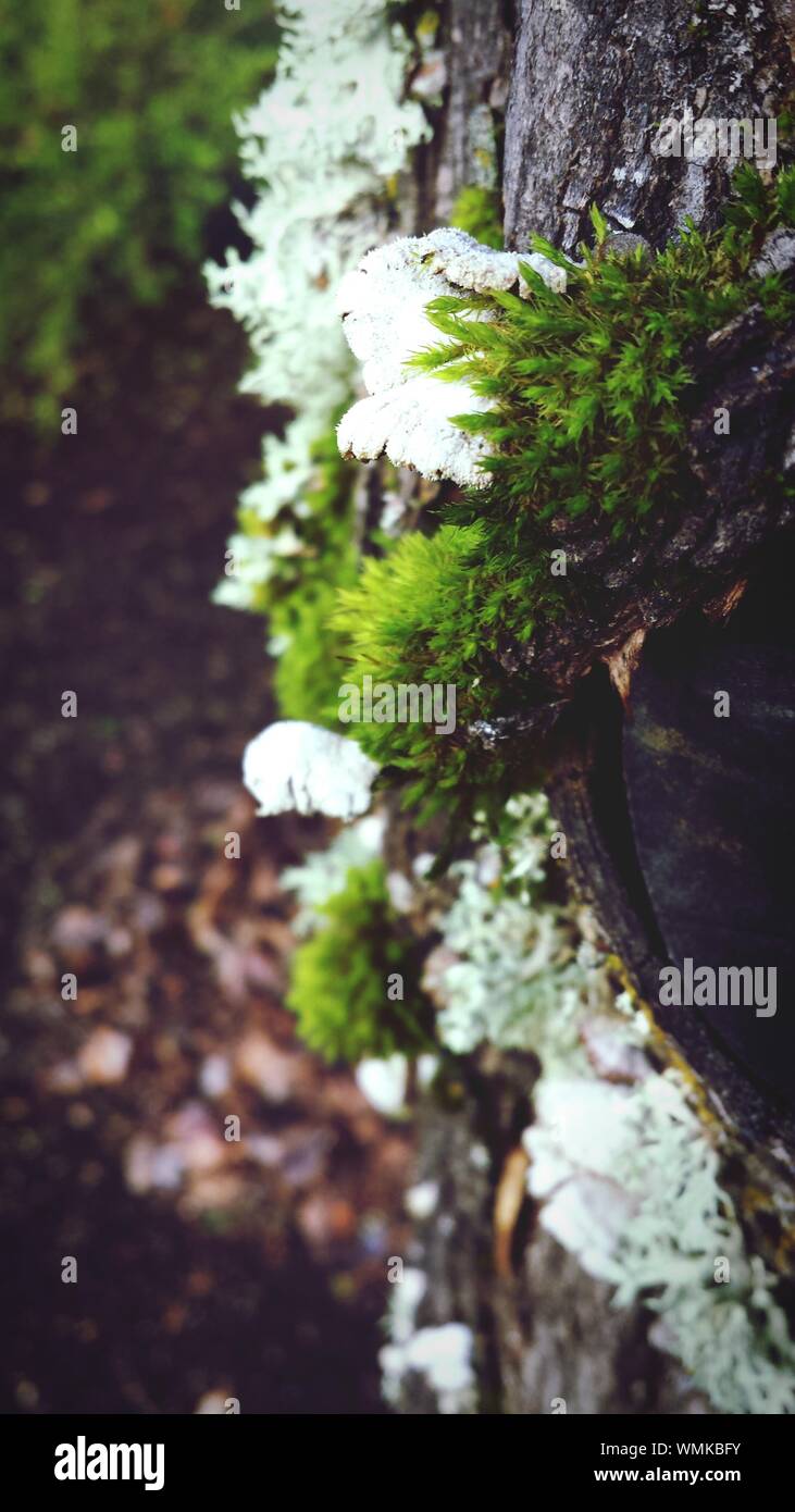 Moss fungus hi-res stock photography and images - Alamy