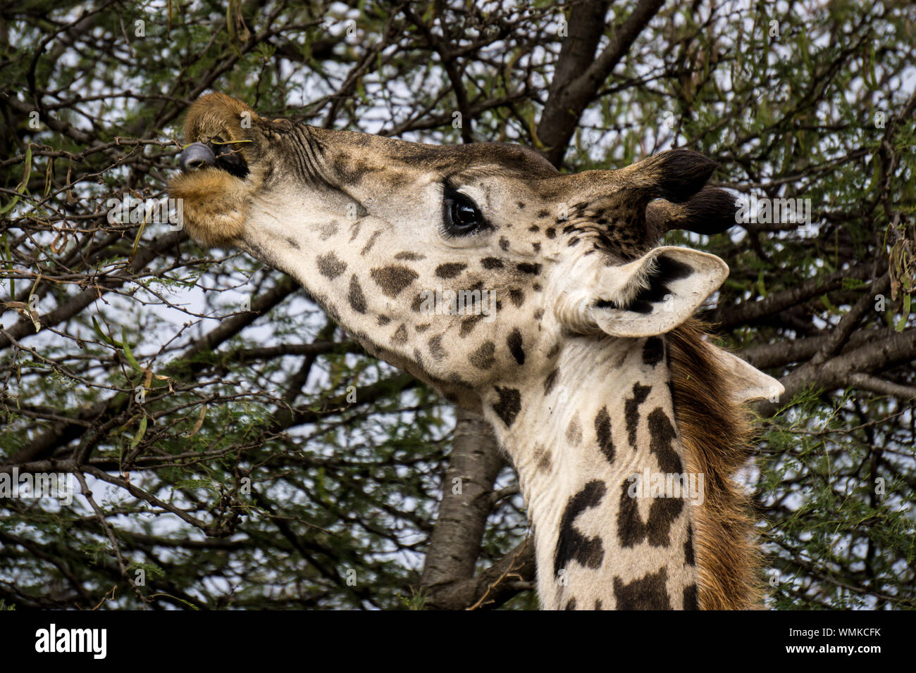 Giraffe eating fruit hi-res stock photography and images - Alamy