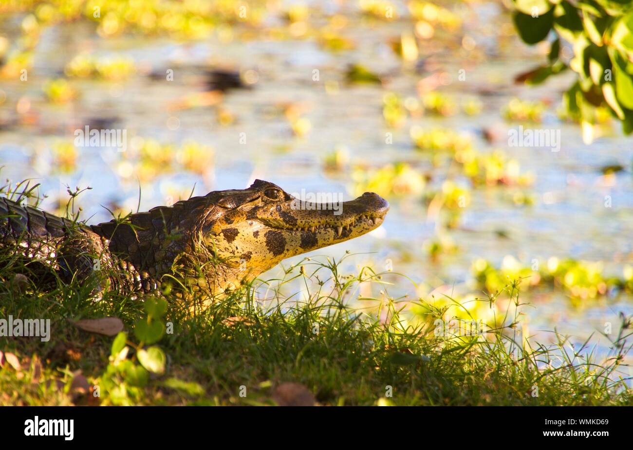 Side view of alligator hi-res stock photography and images - Alamy