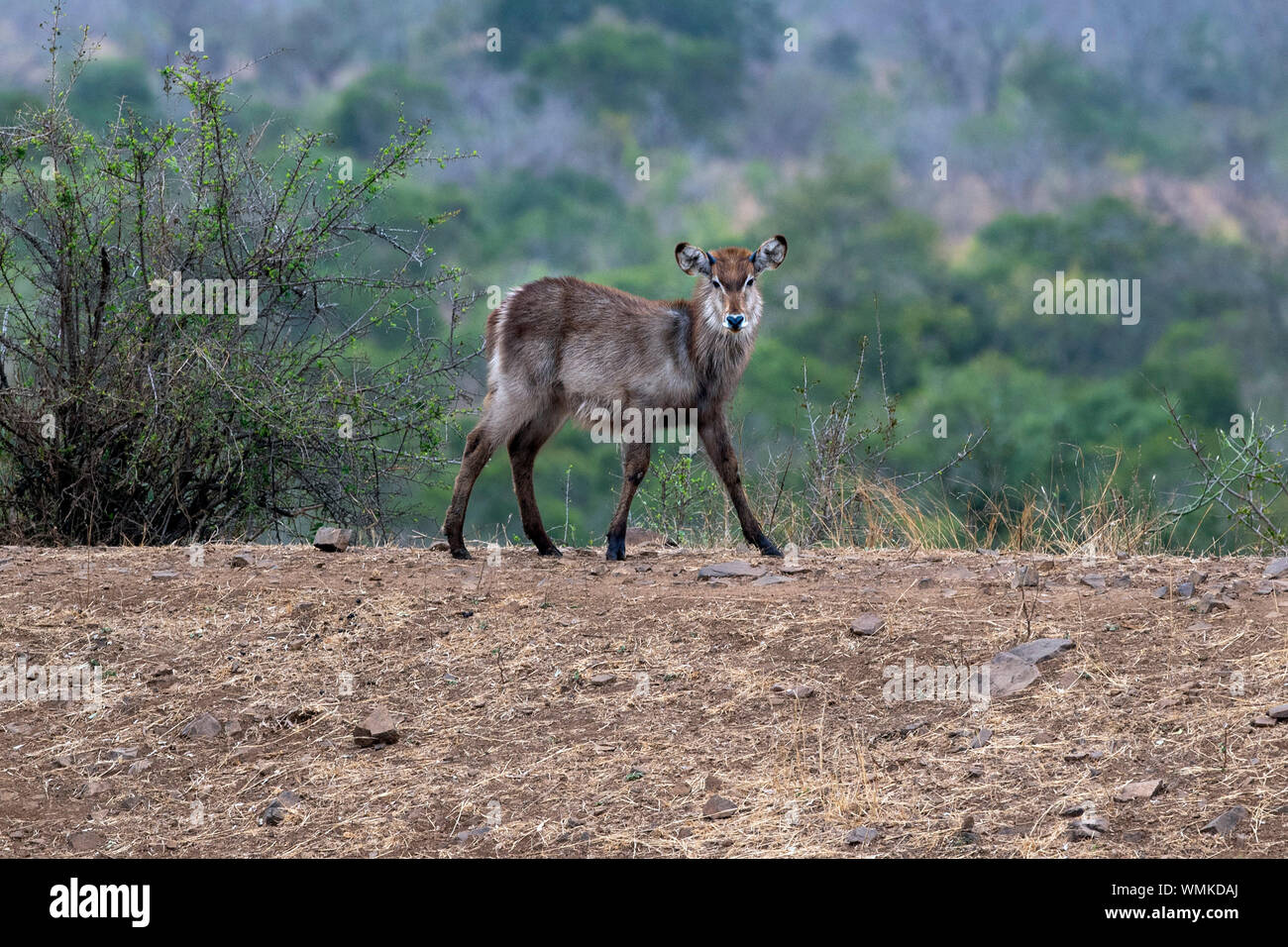 baby newborn waterbuck antelope in kruger park south africa portrait ...